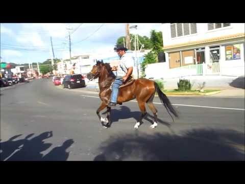 Guía de las tradicionales Fiestas de Yunta: Programa, actividades y ...